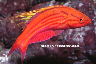 Jason and Julie's Fish Tank